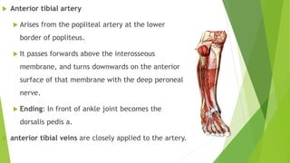 ANATOMY OF anterolateral compartment of leg and ankle joint.pdf