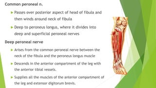 ANATOMY OF anterolateral compartment of leg and ankle joint.pdf