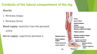 ANATOMY OF anterolateral compartment of leg and ankle joint.pdf