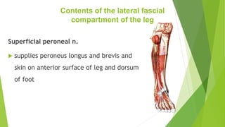 ANATOMY OF anterolateral compartment of leg and ankle joint.pdf