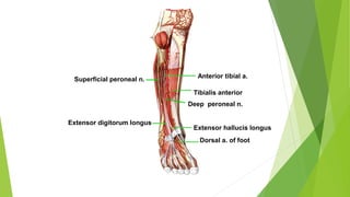 ANATOMY OF anterolateral compartment of leg and ankle joint.pdf