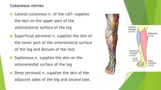 ANATOMY OF anterolateral compartment of leg and ankle joint.pdf