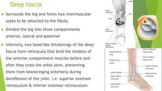 ANATOMY OF anterolateral compartment of leg and ankle joint.pdf