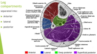ANATOMY OF anterolateral compartment of leg and ankle joint.pdf