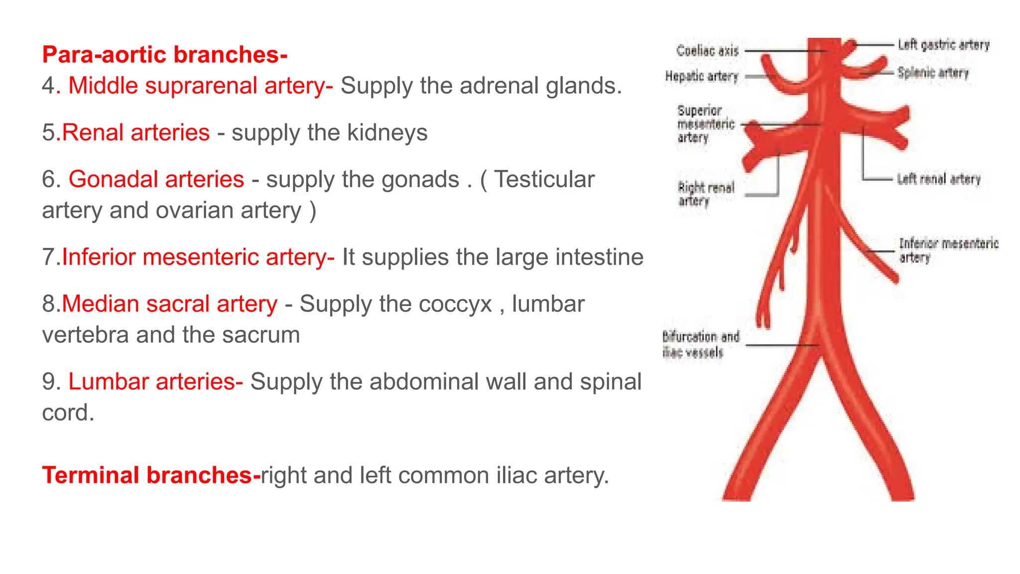 Anatomy of Aorta and its Divisions with its applied anatomy | PPTX