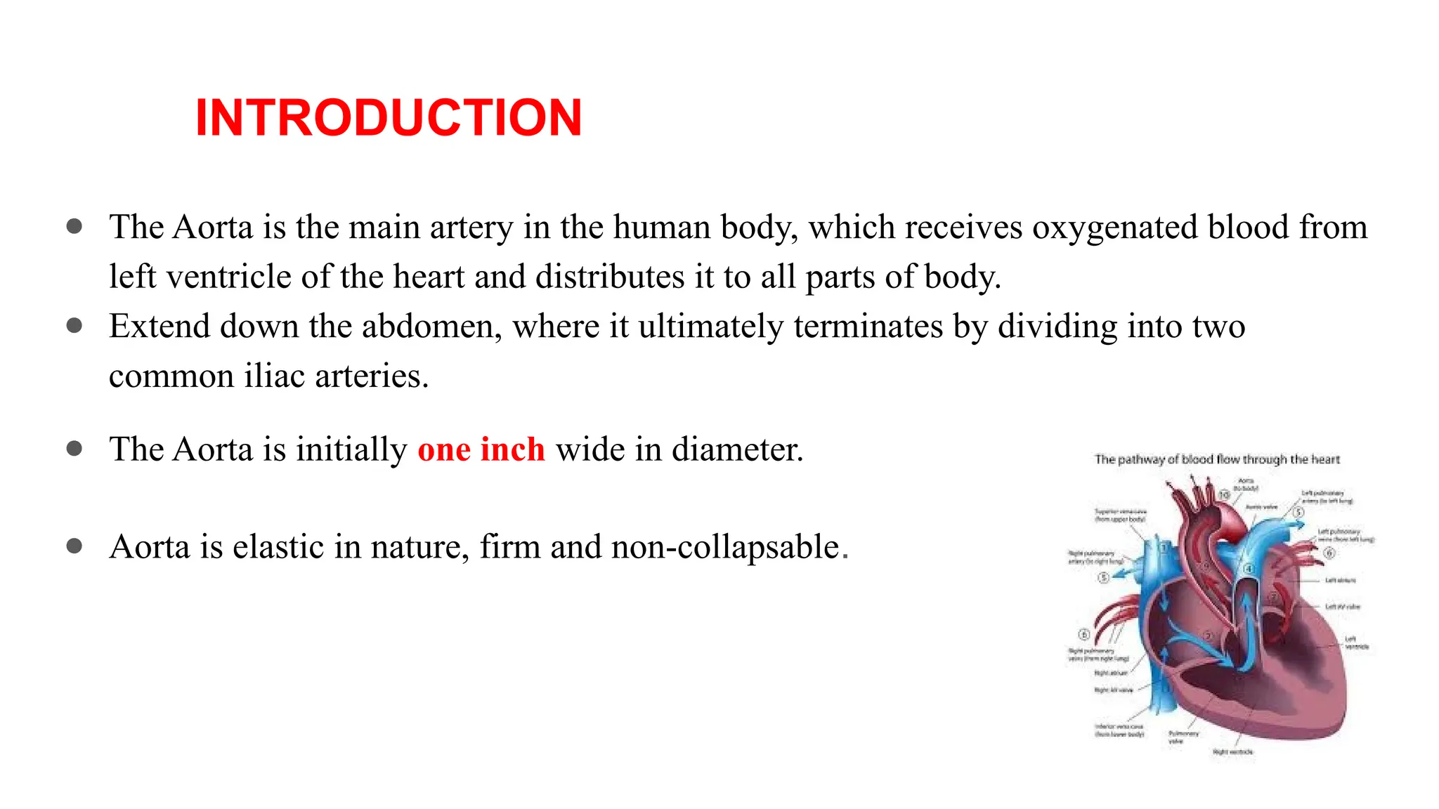 Anatomy of Aorta and its Divisions with its applied anatomy | PPTX