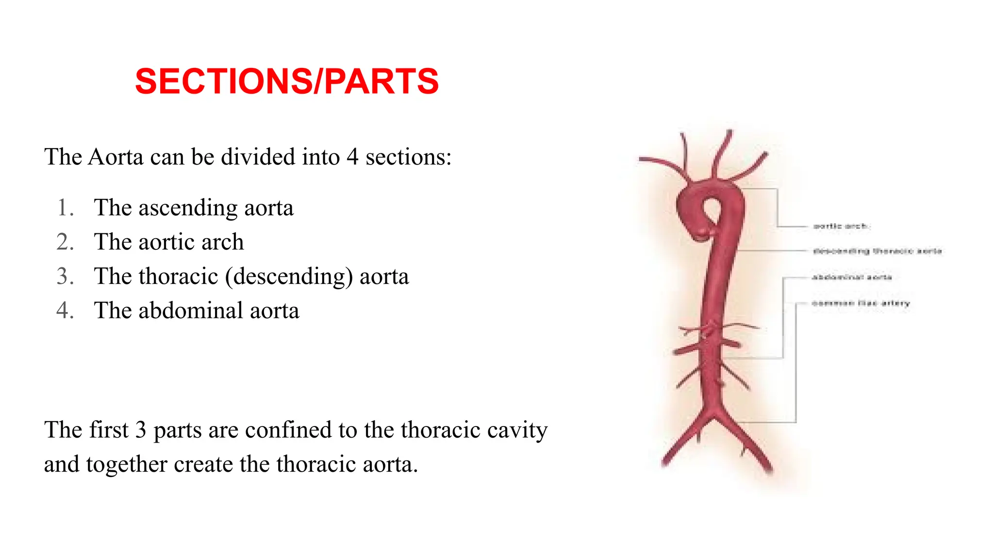Anatomy of Aorta and its Divisions with its applied anatomy | PPTX