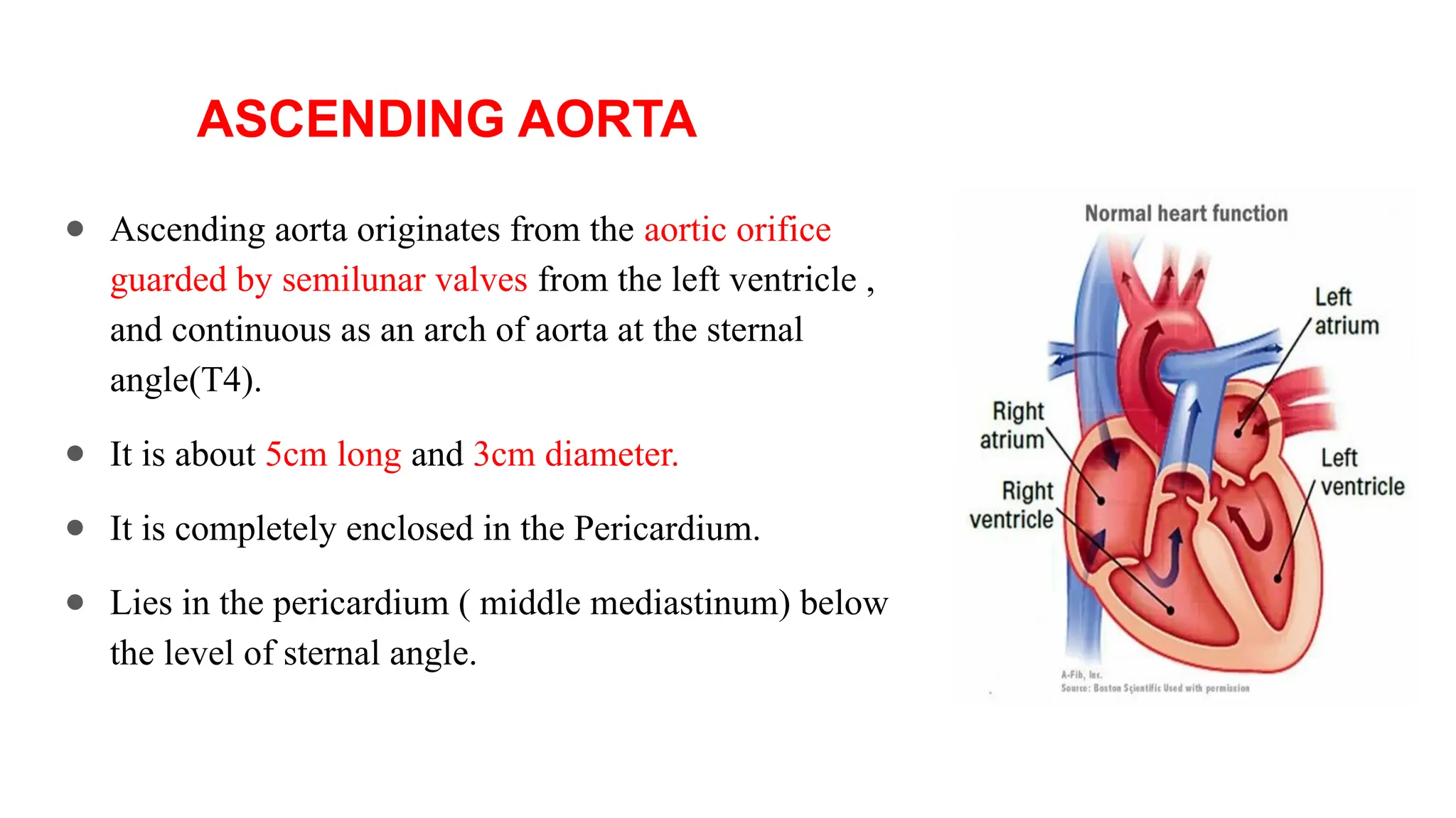 Anatomy of Aorta and its Divisions with its applied anatomy | PPTX
