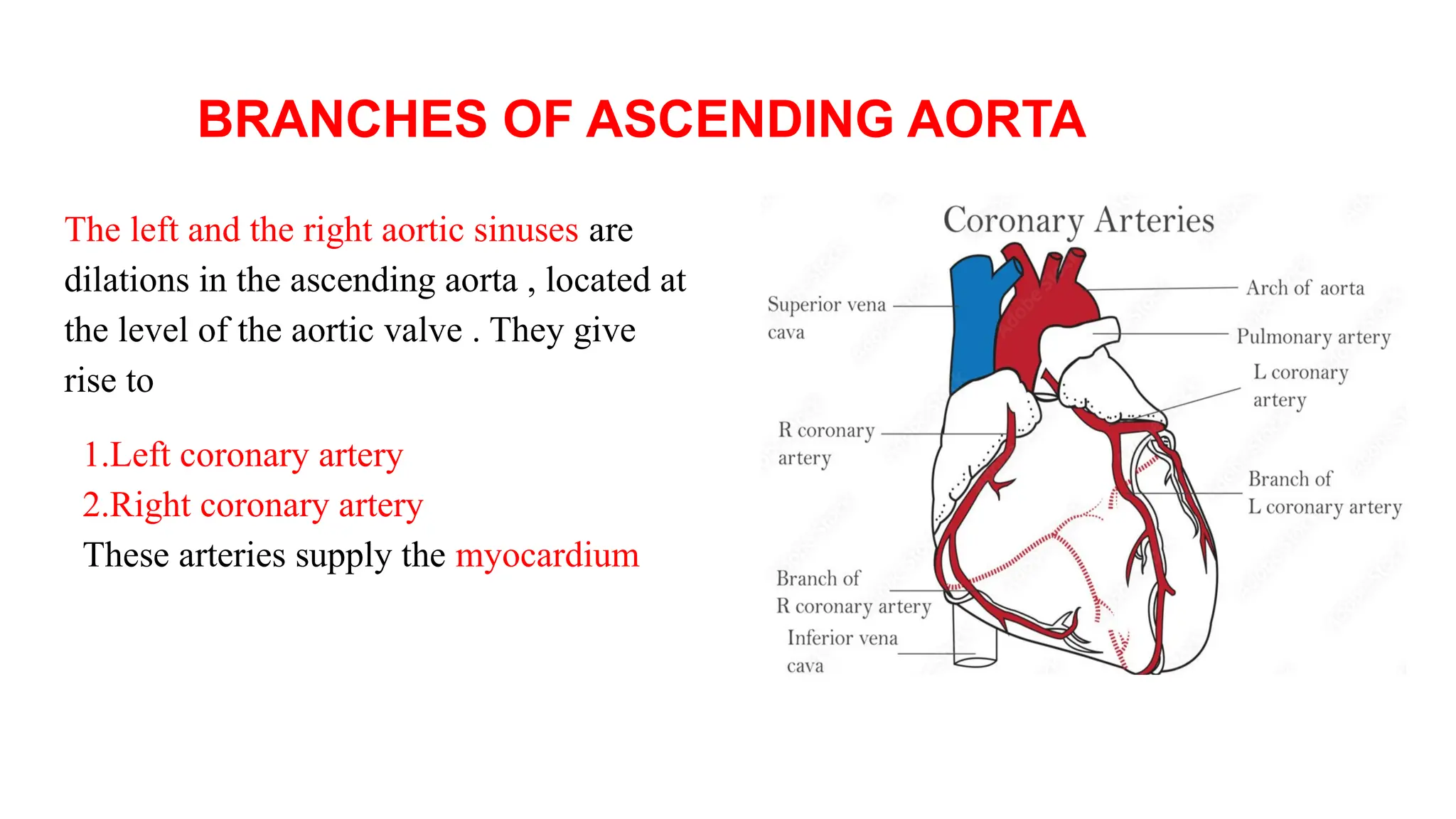 Anatomy of Aorta and its Divisions with its applied anatomy | PPTX