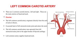 Anatomy of Aorta and its Divisions with its applied anatomy | PPTX