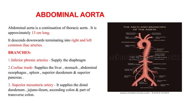 Anatomy of Aorta and its Divisions with its applied anatomy | PPTX