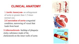Anatomy of Aorta and its Divisions with its applied anatomy | PPTX