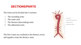 Anatomy of Aorta and its Divisions with its applied anatomy | PPTX