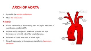 Anatomy of Aorta and its Divisions with its applied anatomy | PPTX