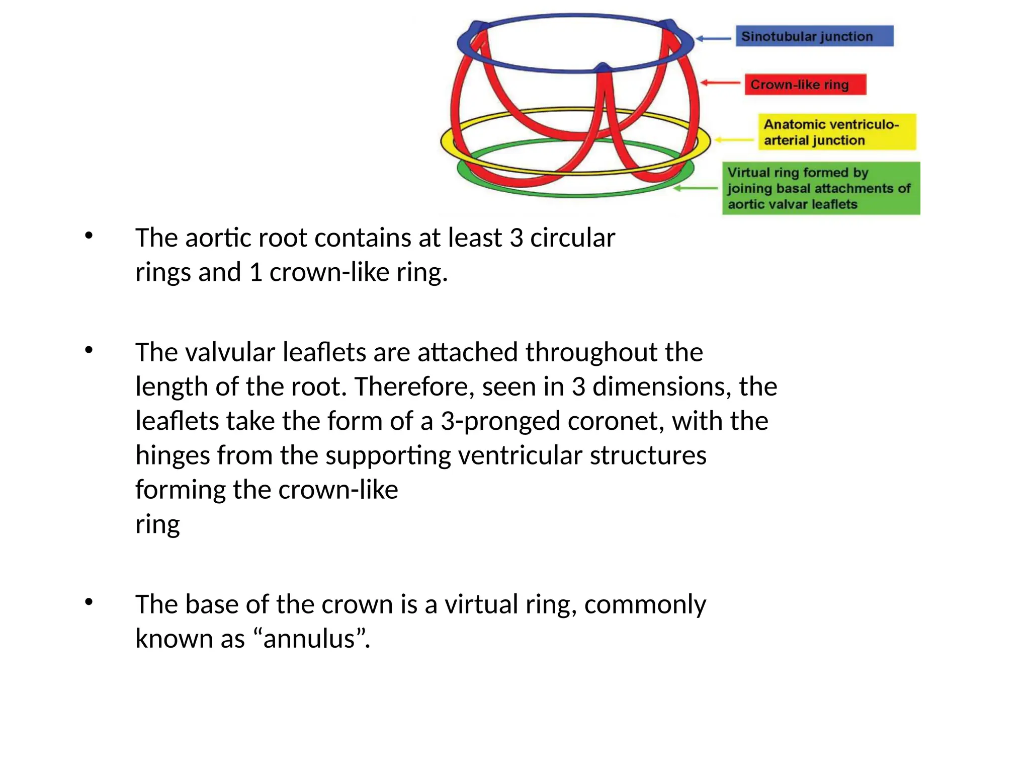 Anatomy Of Aortic Valve- Dr Garv Ameta (1).pptx