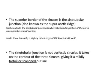 Anatomy Of Aortic Valve- Dr Garv Ameta (1).pptx