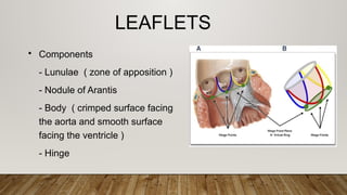 ANATOMY OF AORTIC VALVE -BY DR SRUTHI MEENAXSHI | PPTX