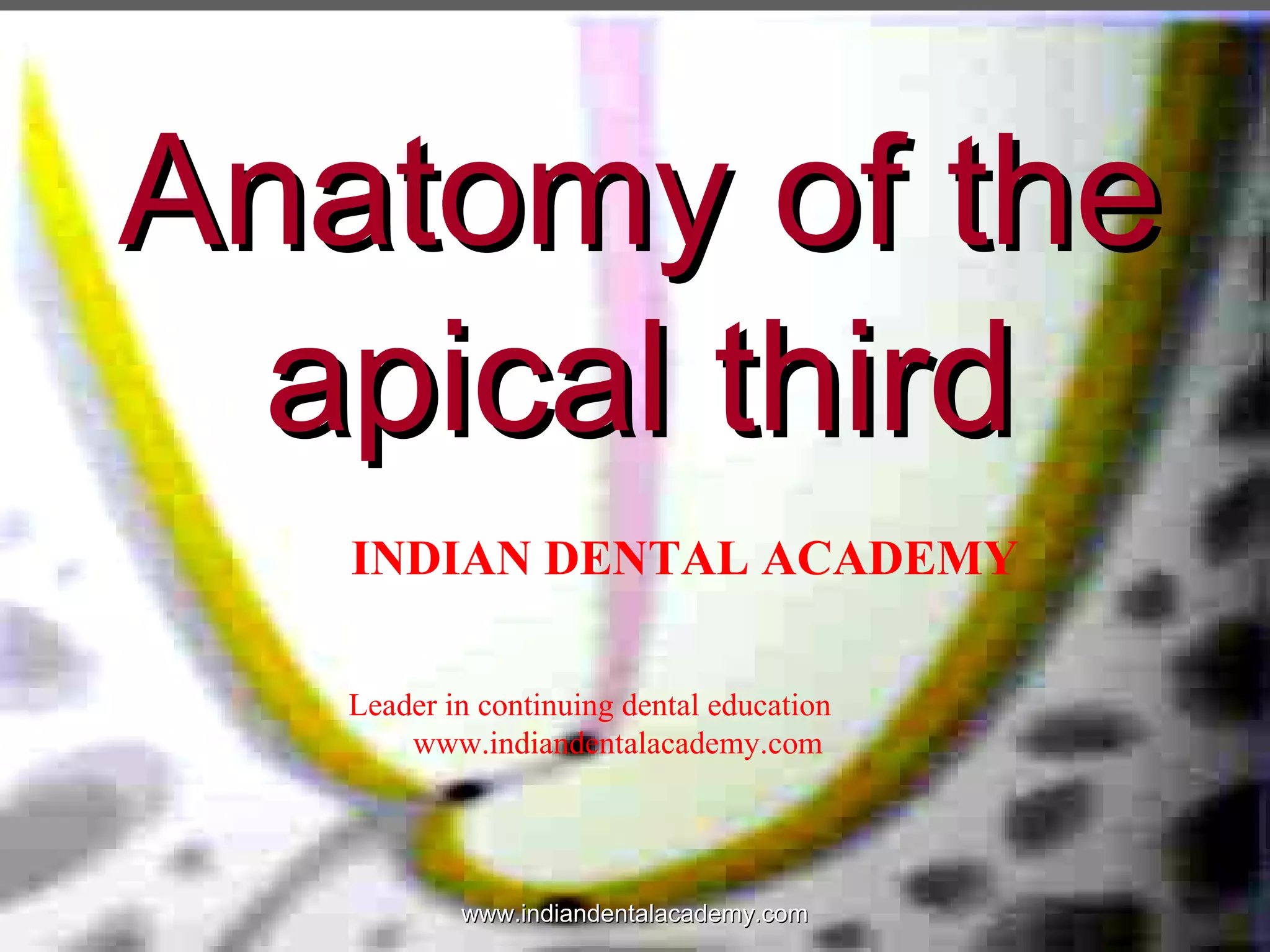 Anatomy of apical third /certified fixed orthodontic courses by Indian ...