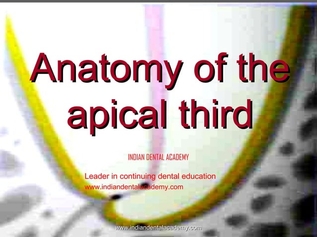 Anatomy of apical third /certified fixed orthodontic courses by Indian ...