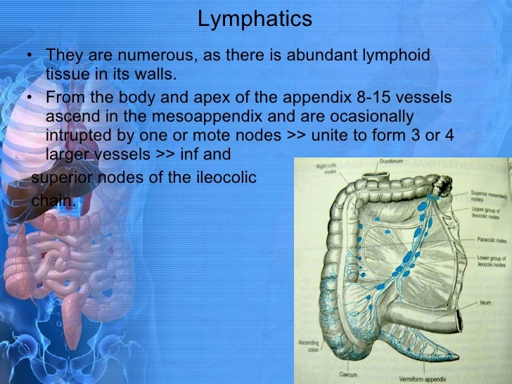 Anatomy of appendix