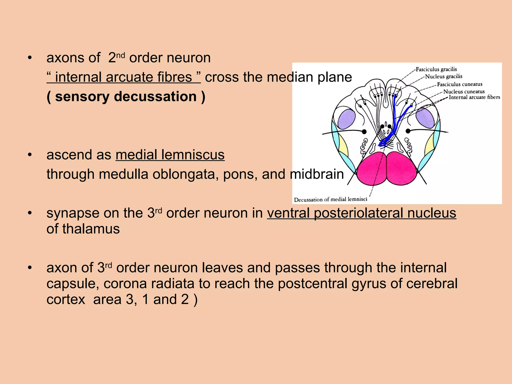 Anatomy of ascending and descending tracts | PPT
