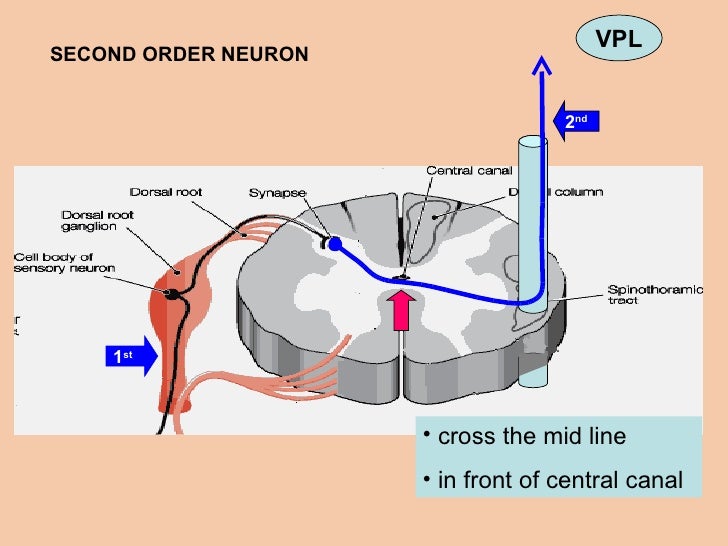 Anatomy of ascending and descending tracts
