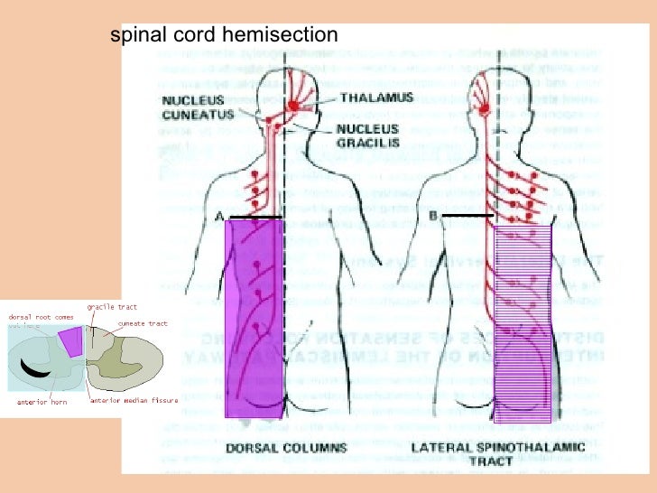 Anatomy of ascending and descending tracts