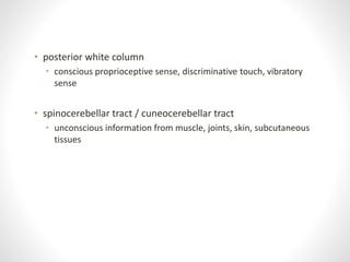 Anatomy of ascending and descending tracts | PPTX