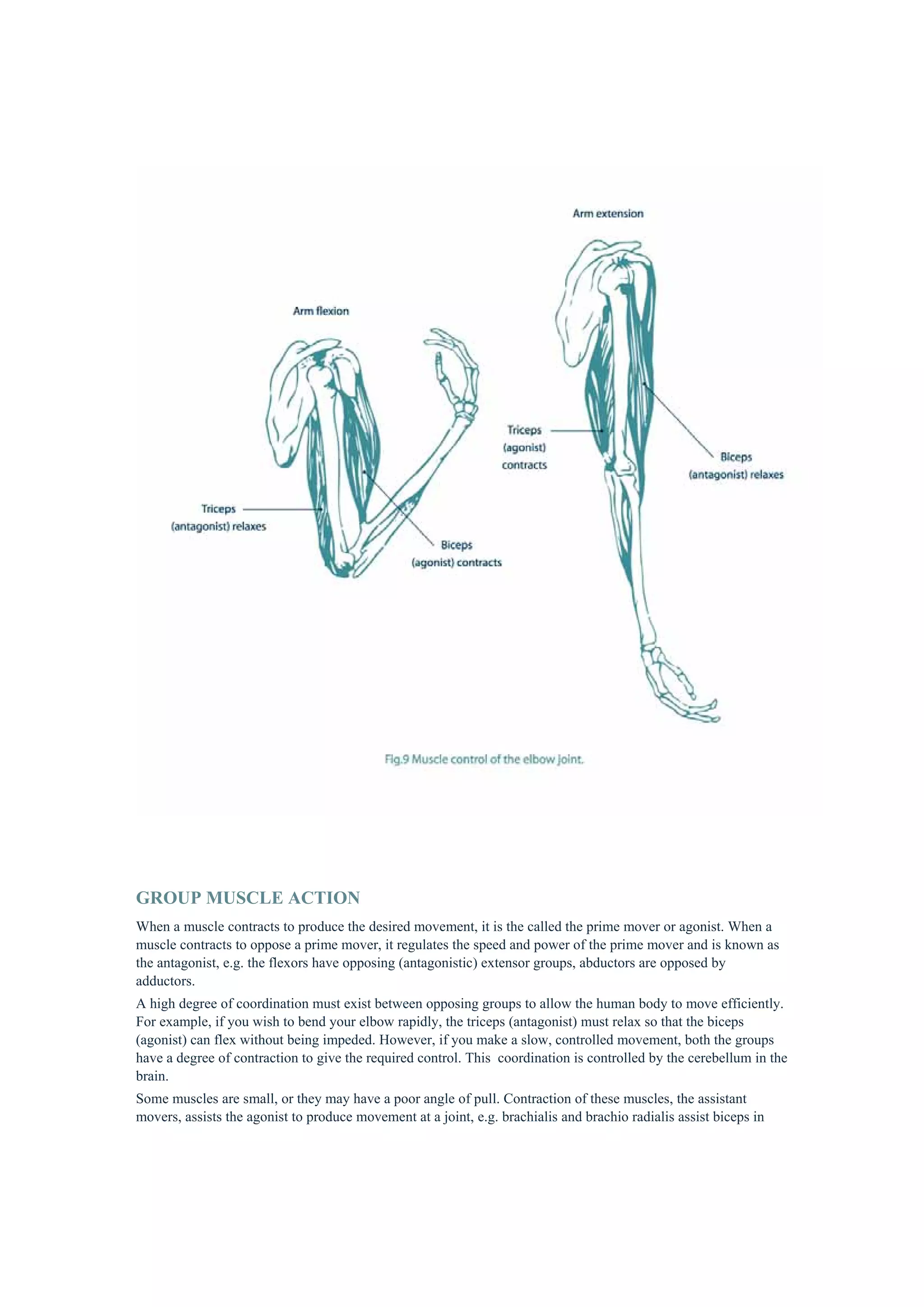 Anatomy of athlete | PDF