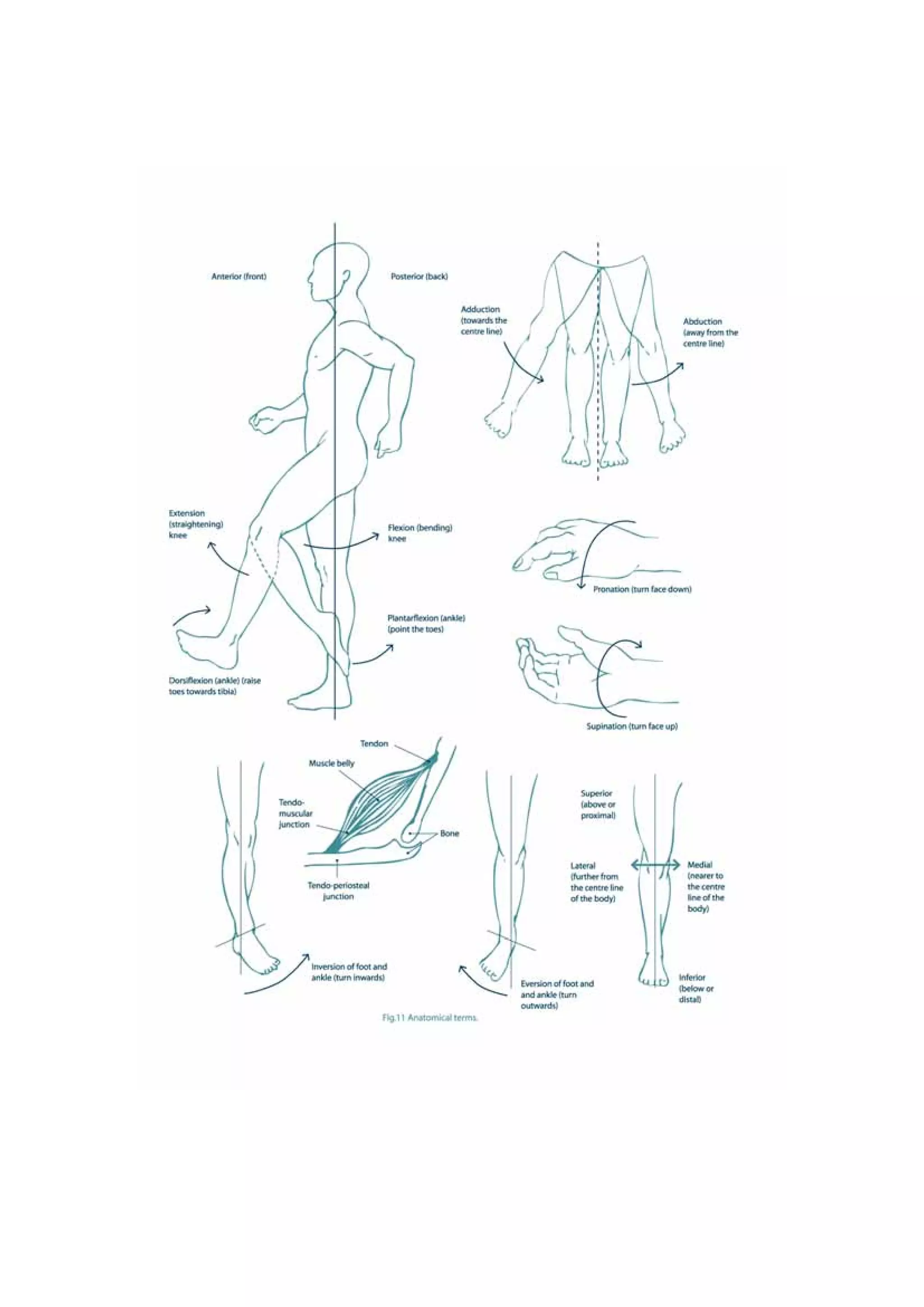Anatomy of athlete | PDF