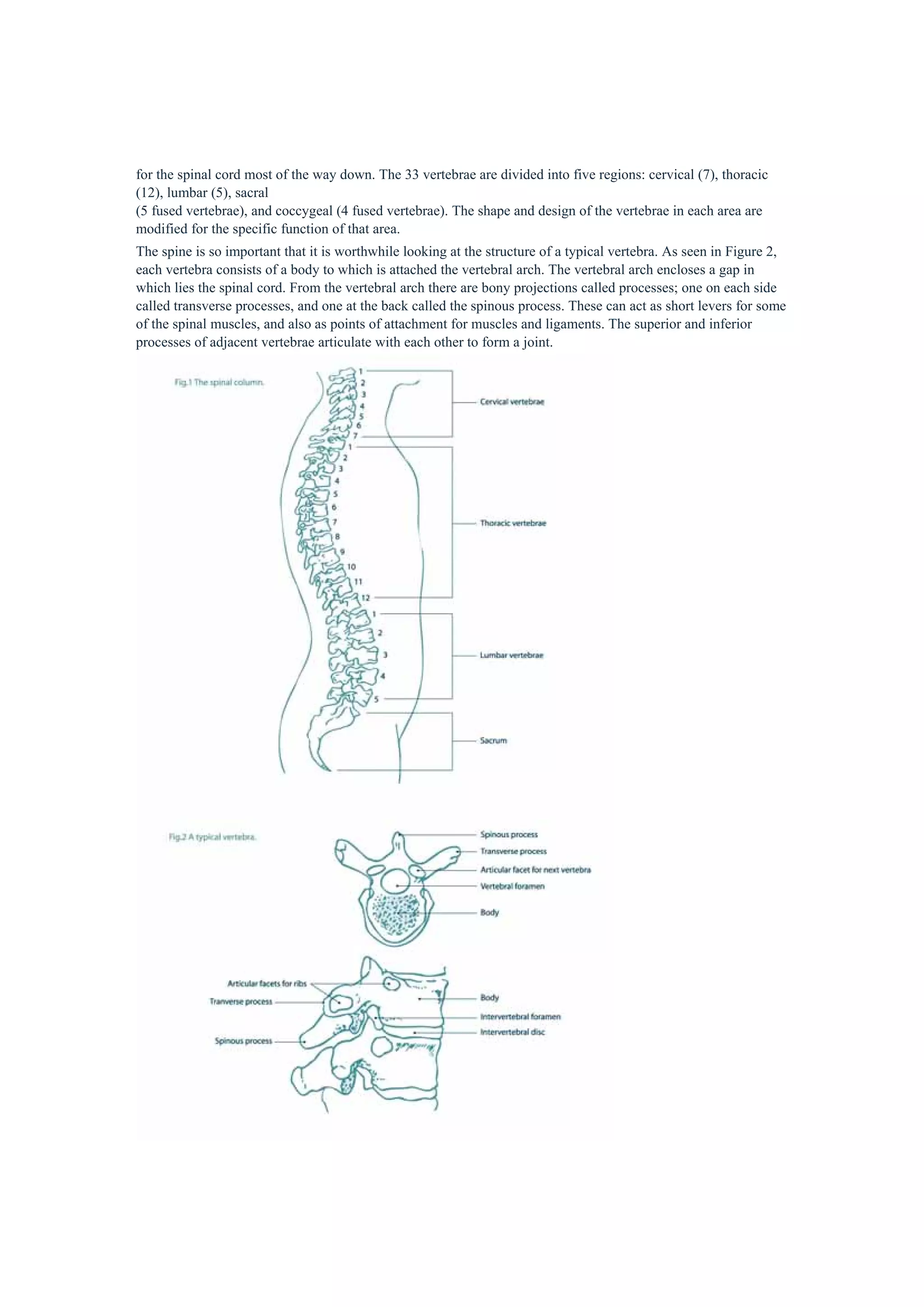 Anatomy of athlete | PDF