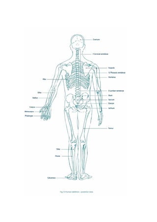 Anatomy of athlete | PDF