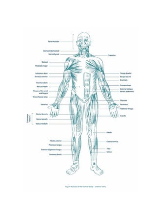 Anatomy of athlete | PDF