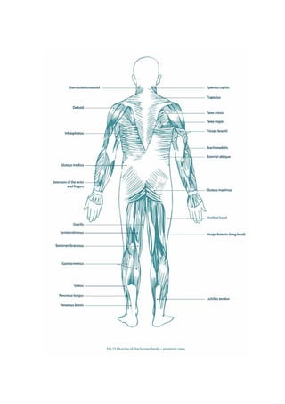 Anatomy of athlete | PDF