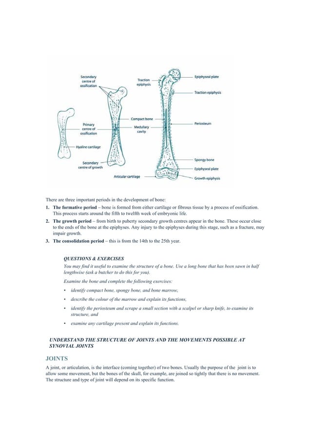 Anatomy of athlete | PDF