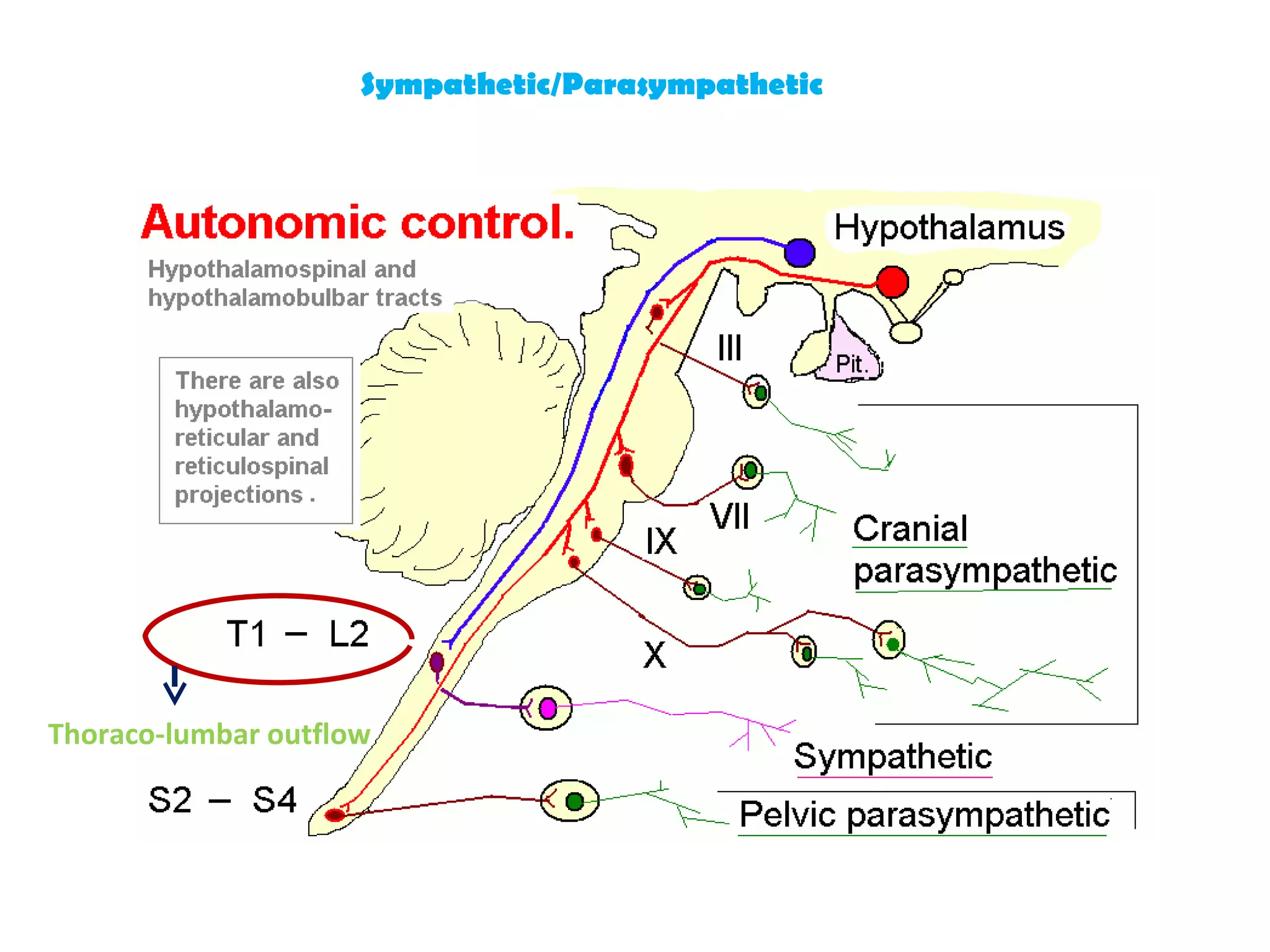 Anatomy of autonomic nervous system | PPT