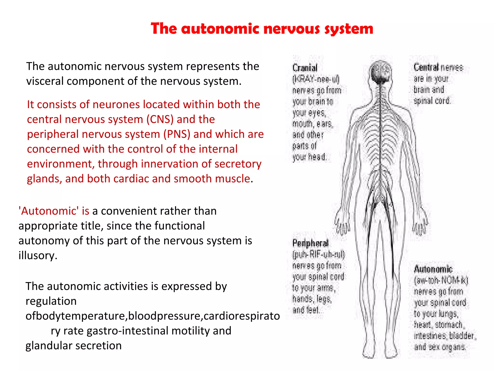 Anatomy of autonomic nervous system | PPT