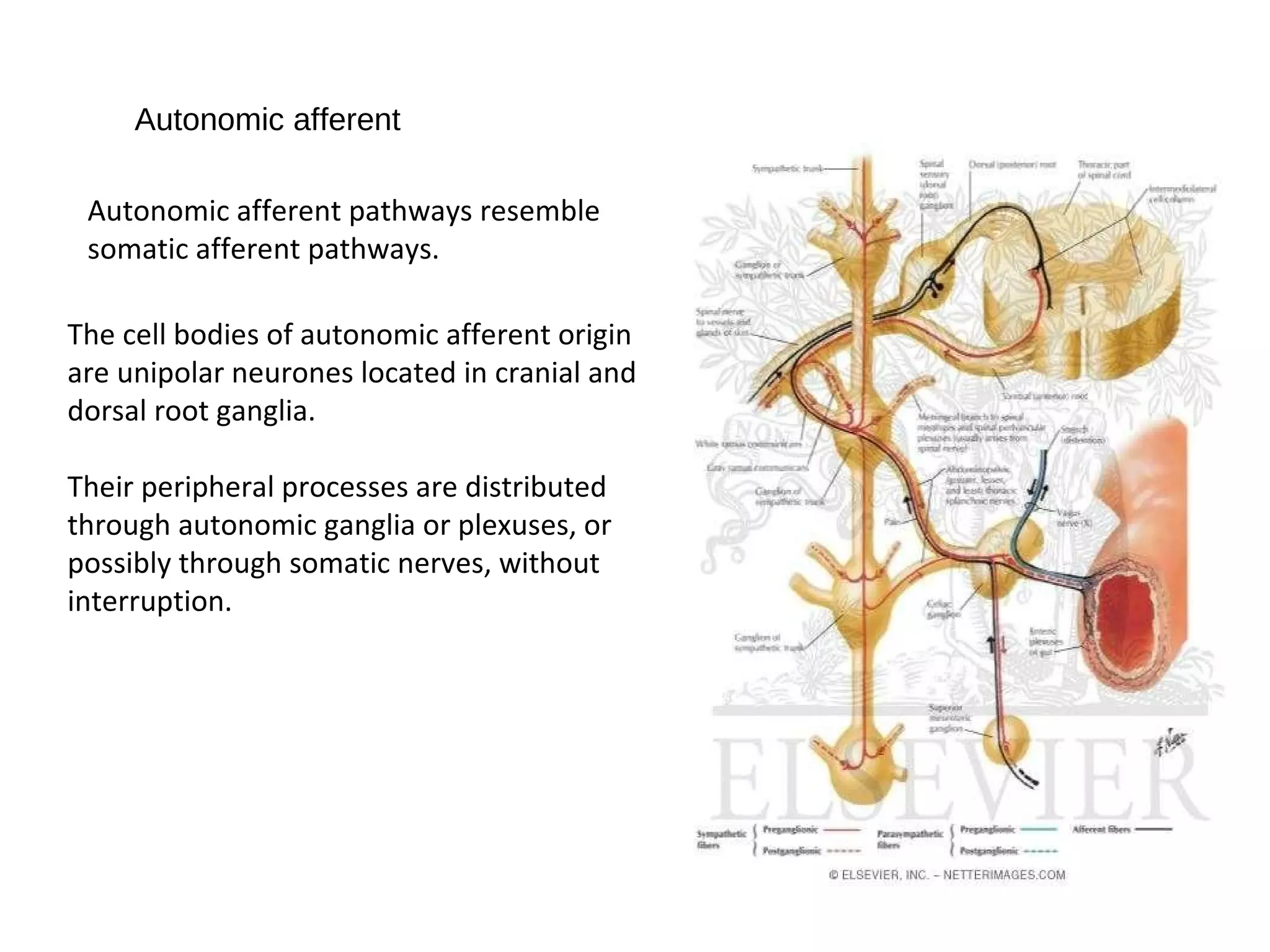 Anatomy of autonomic nervous system | PPT