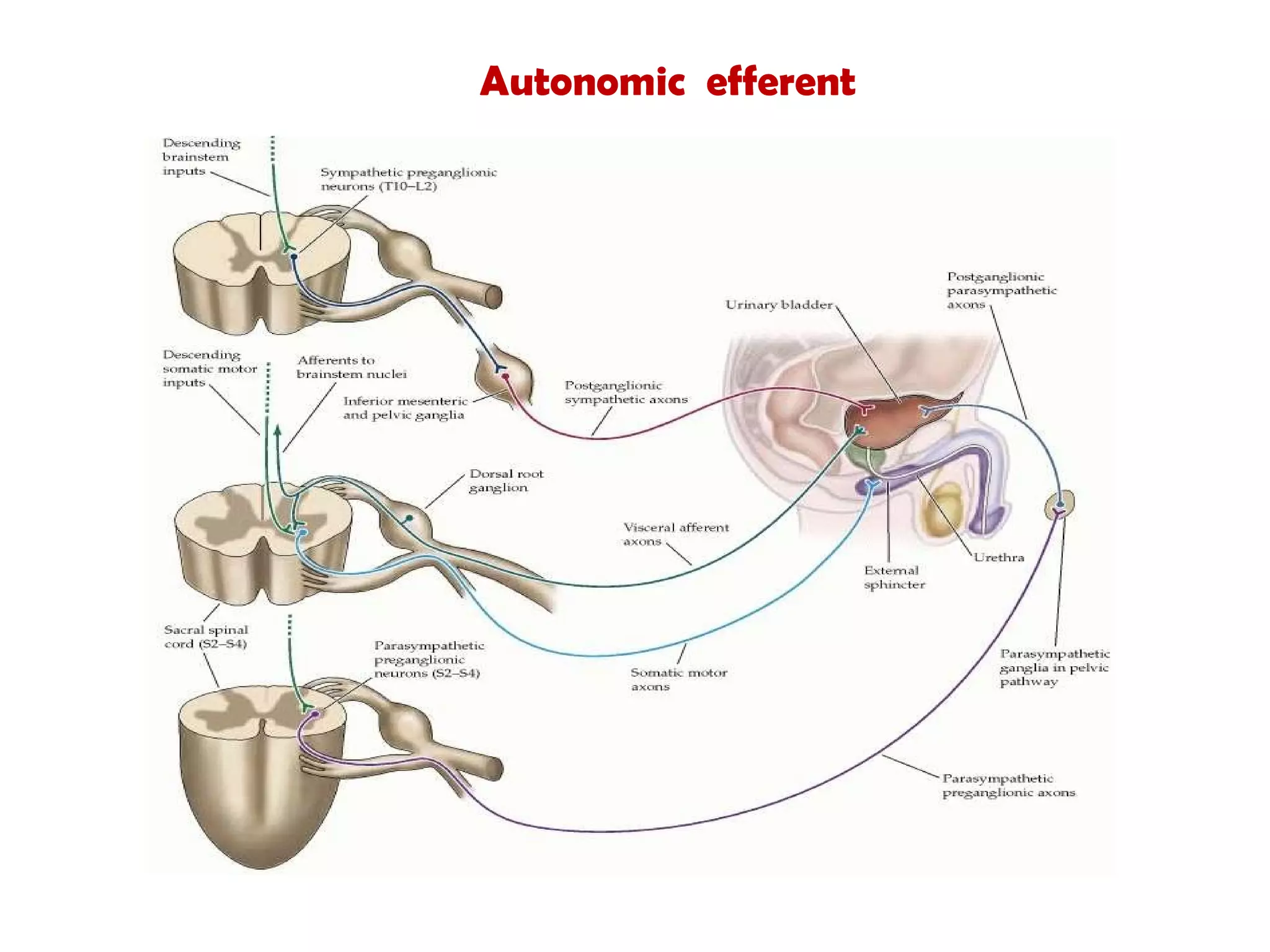 Anatomy of autonomic nervous system | PPT