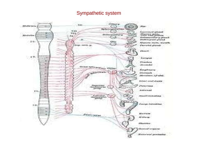Anatomy of autonomic nervous system | PPT