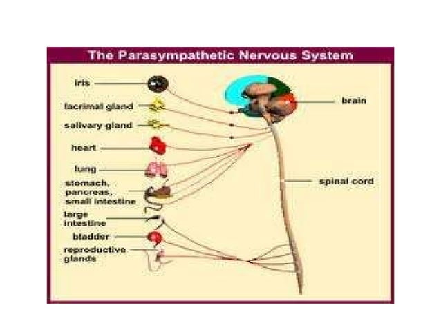 Anatomy of autonomic nervous system | PPT