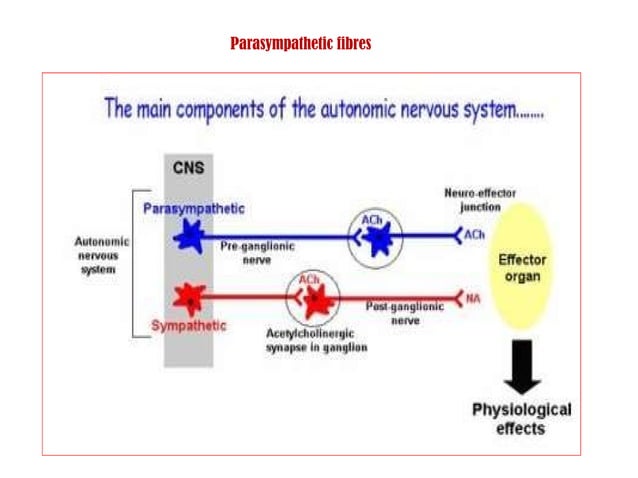 Anatomy of autonomic nervous system | PPT