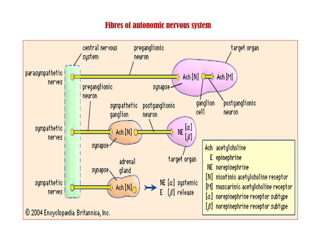 Anatomy of autonomic nervous system | PPT