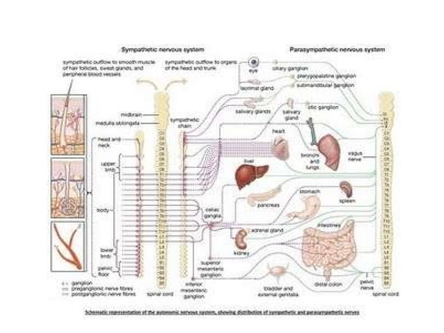Anatomy of autonomic nervous system | PPT