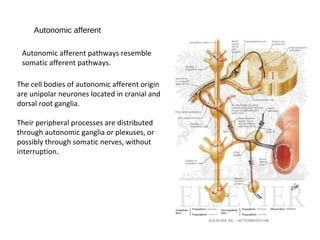 Anatomy of autonomic nervous system | PPT