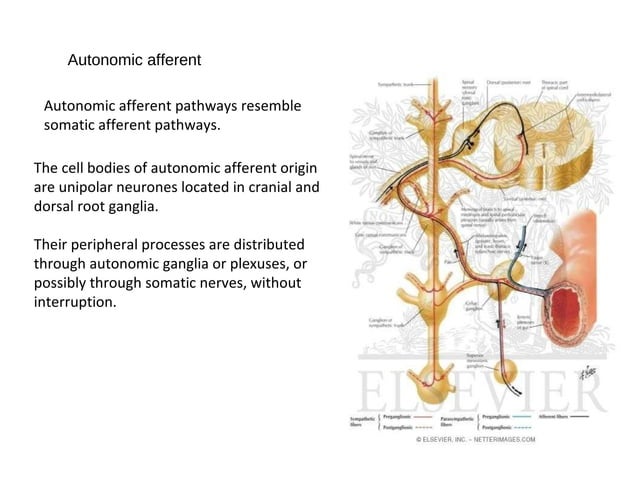 Anatomy of autonomic nervous system | PPT