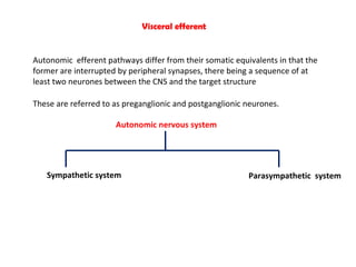 Anatomy of autonomic nervous system | PPT
