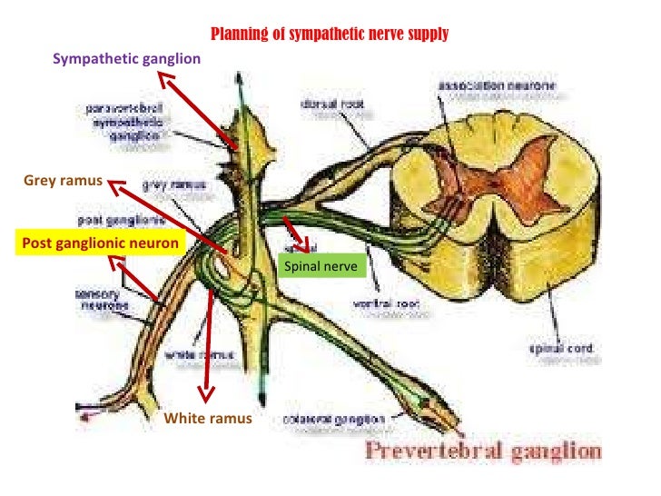 Anatomy of autonomic nervous system