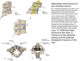 Anatomy of back | PPT