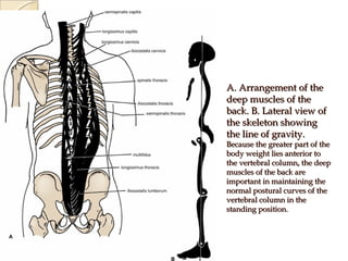 Anatomy of back | PPT